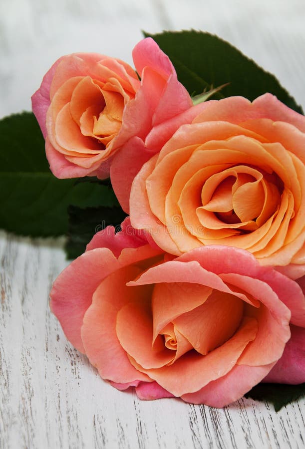 Three pink roses stock photo. Image of natural, romance - 96258380