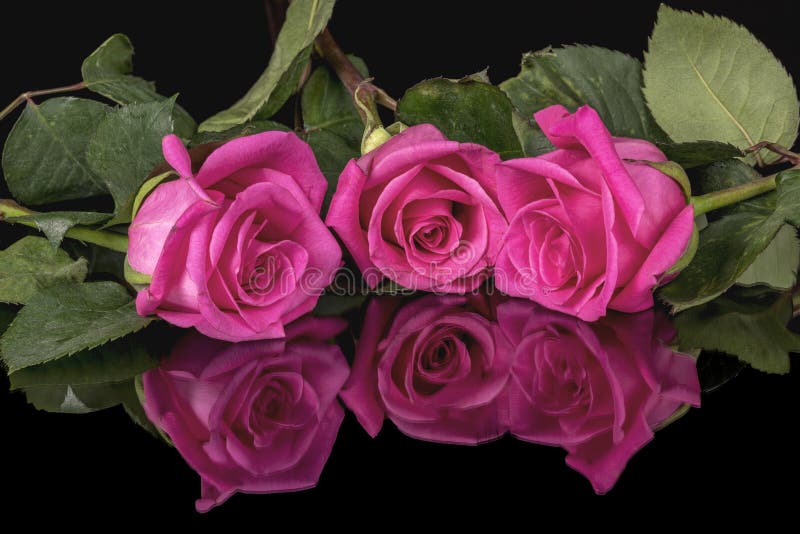Three Pink Roses Setting on a Reflective Surface Stock Image - Image of ...