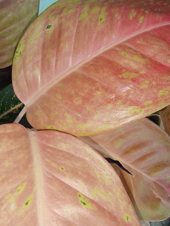 Three pink taro leaves stock image. Image of taro, leaves - 391149375