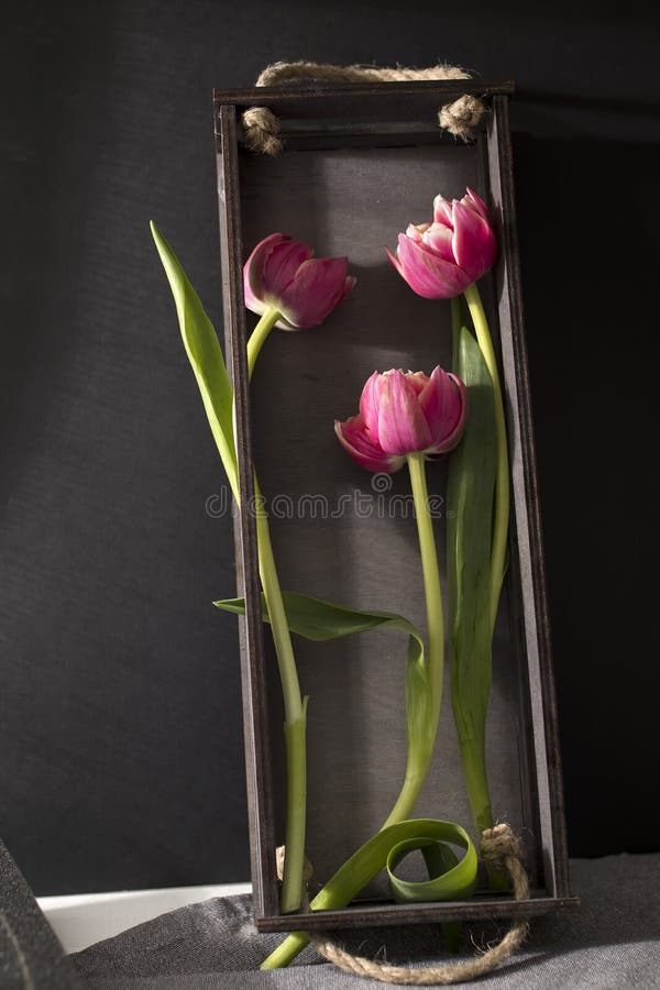Three Pink Tulips Stand in a Wooden Box Stock Photo - Image of flower ...