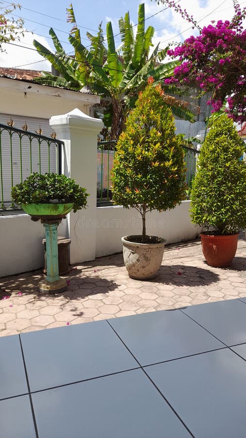 Three Plants for Decorate Veranda and Terrace of House Stock Image ...