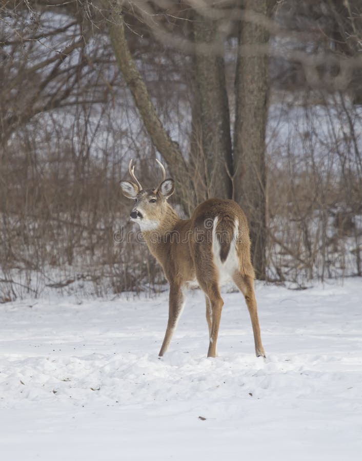 Three Point Buck Quartering View Stock Photo - Image of white ...