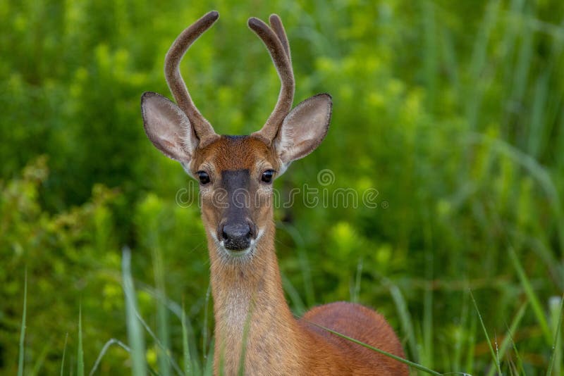 Three Point Buck stock photo. Image of forest, wildlife - 197966974