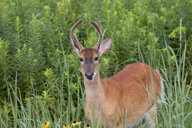 Three-point Yearling Buck in a Grass Field Stock Image - Image of buck ...