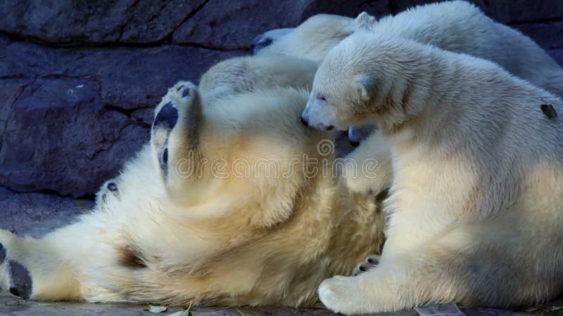 Three Polar Bears at the Zoo Lay Tossing and Stock Video - Video of ...