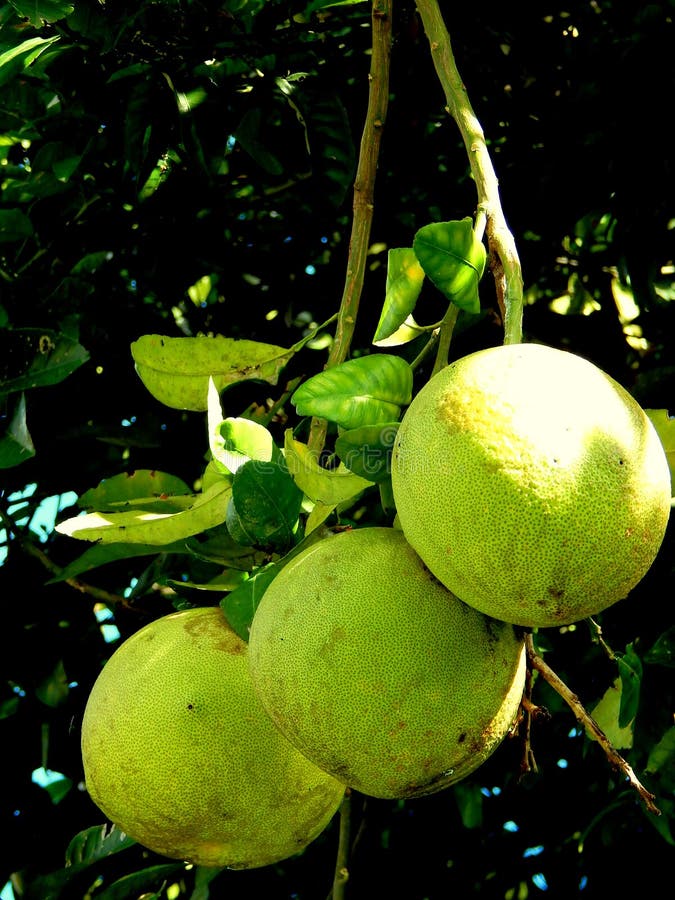 Three Pomelo fruits stock photo. Image of blue, natural - 49657982