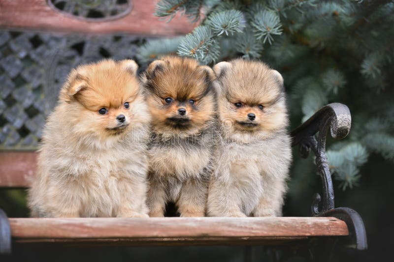 Three Pomeranian Spitz Puppies Posing on a Bench Outdoors Stock Photo ...