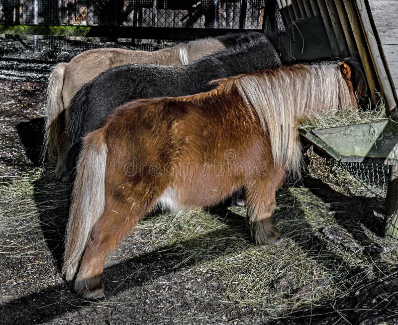 Three ponies eating hay 1 stock photo. Image of fence - 307386434