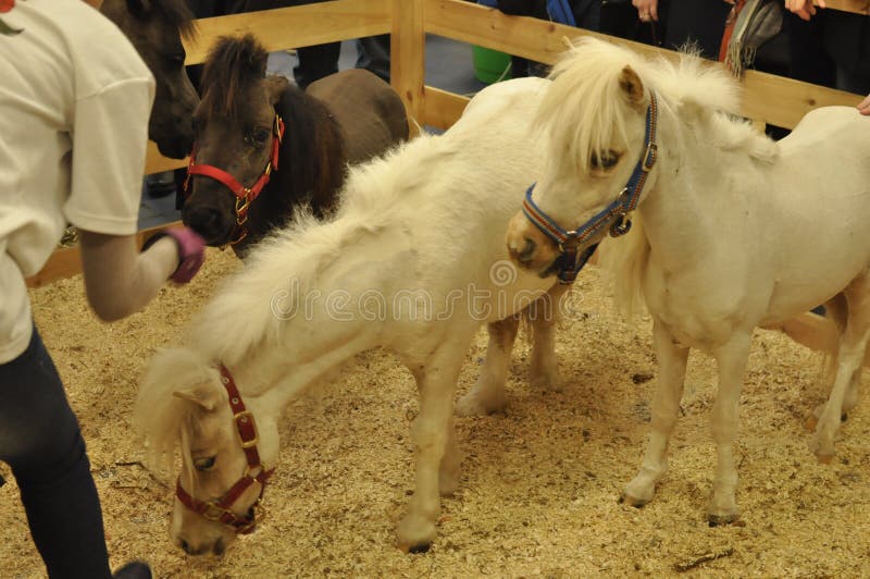 Three ponies stock photo. Image of animals, little, mane - 88354890