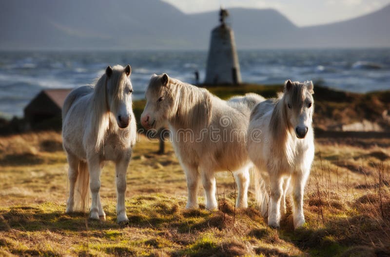 Three ponies stock image. Image of llanddwyn, gwynedd - 54932401