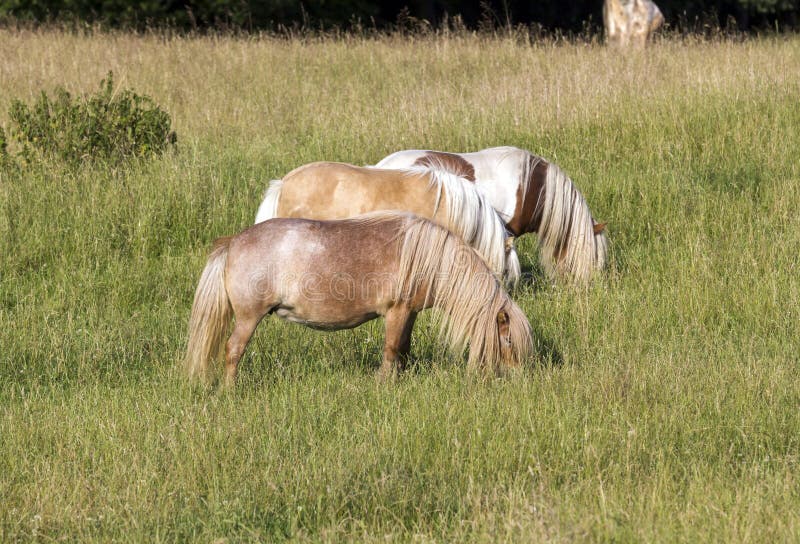 Three ponies on the meadow stock photo. Image of fence - 43082330