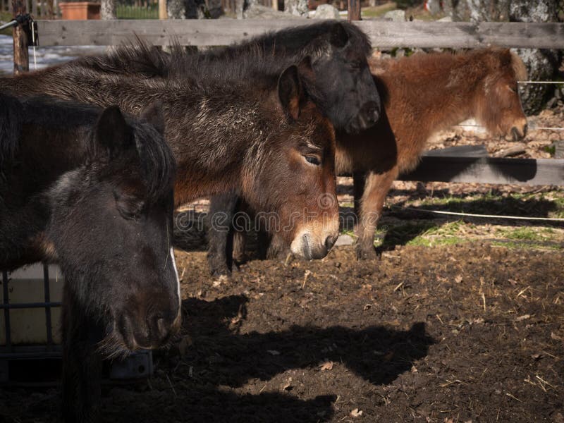 Three Ponies and a Mule Sleeping Stock Photo - Image of animal, color ...