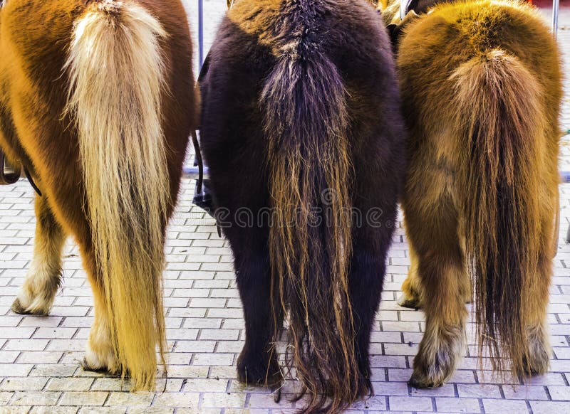 Three Ponies are Turned with Their Backs Stock Photo - Image of back ...