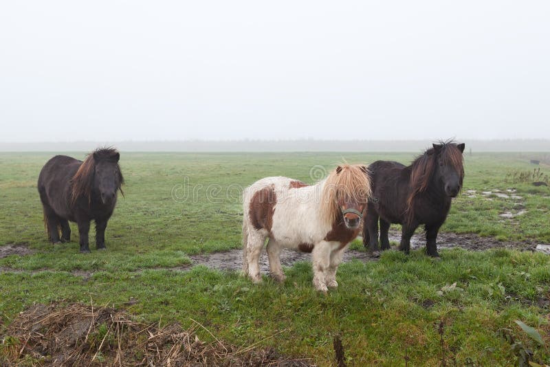 Three Pony on Misty Pasture Stock Image - Image of brown, rural: 29379571