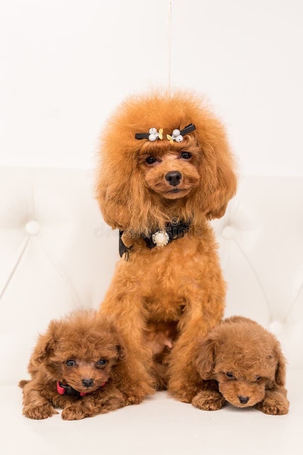 Three Red Poodle Posing on the Lawn Stock Image - Image of lawn, happy ...