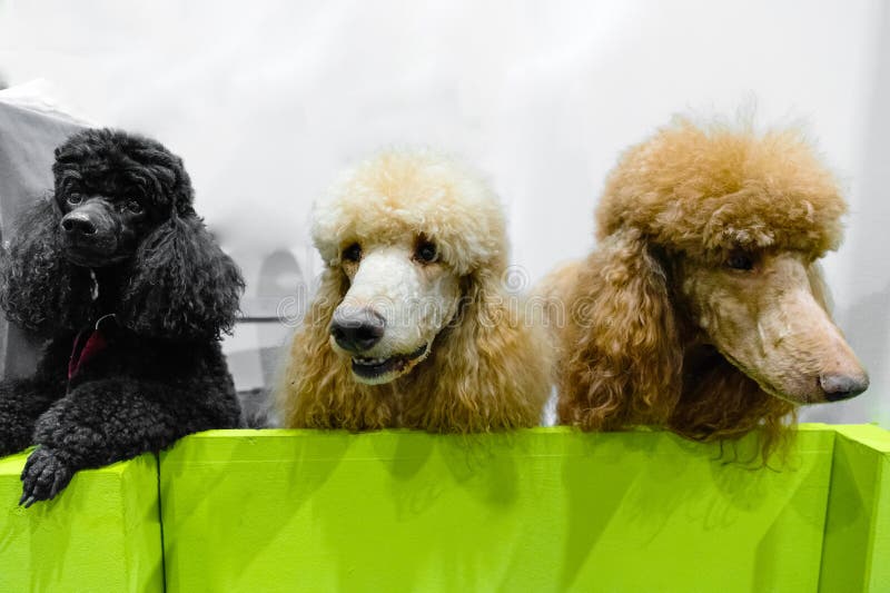 Three Poodles of Different Colors Stock Image - Image of standing ...