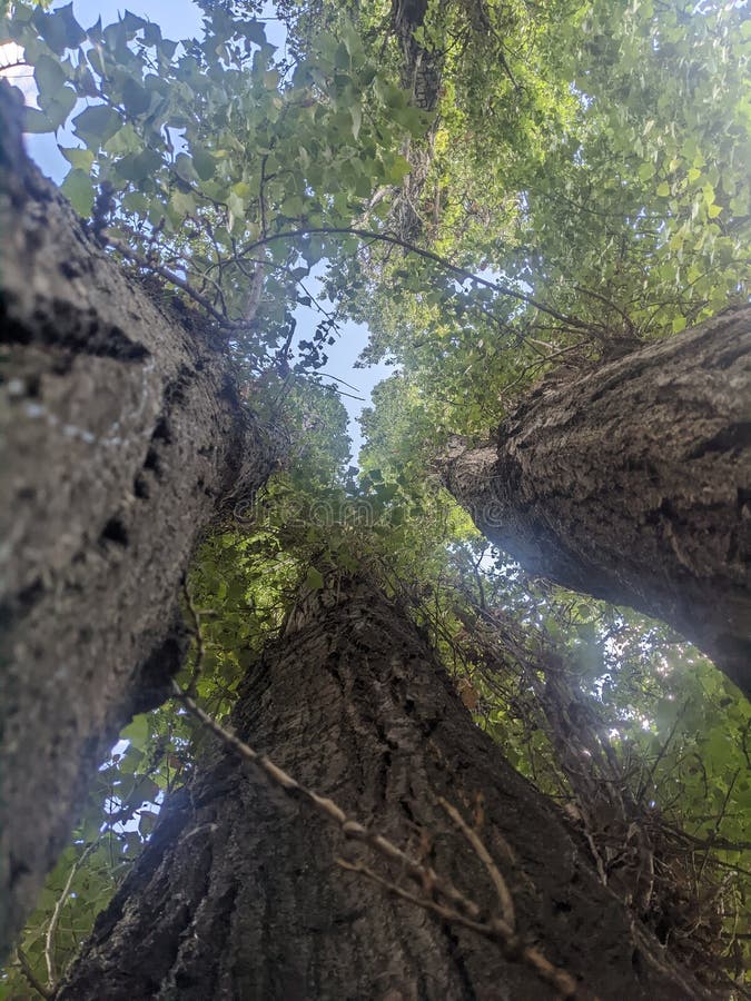 Three Poplar Trunks from One Root Stock Photo - Image of poplar ...