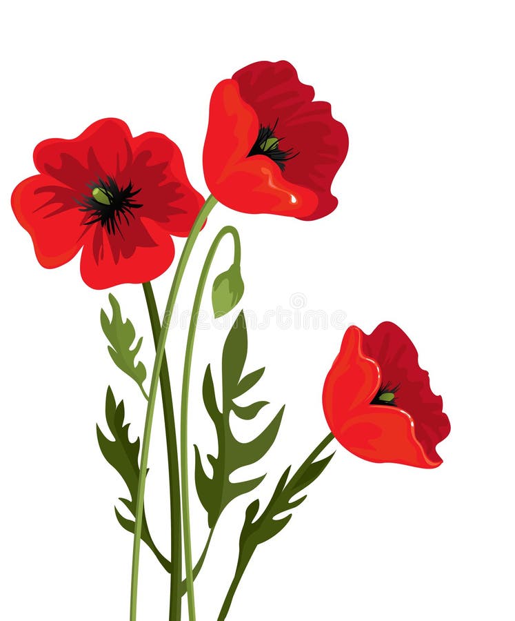 Red Poppy flower. Vector stock vector. Illustration of decorative ...