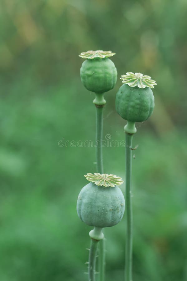Three Poppy Boxes on Faded Flowers Stock Image - Image of background ...