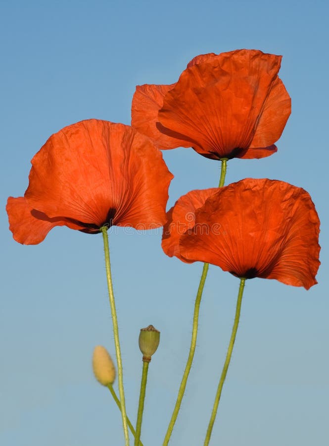 Three poppy flowers stock image. Image of environment - 10463577