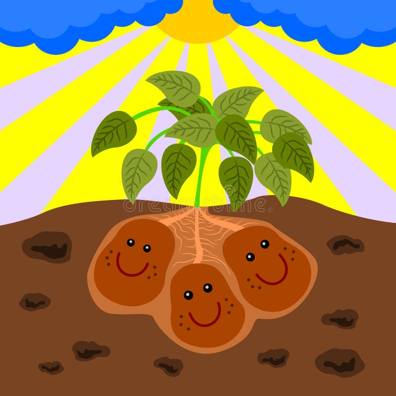 The life of a potato stock illustration. Illustration of food - 30239551
