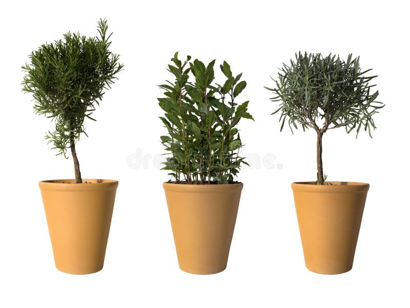 Three potted plants stock image. Image of leaves, clay - 29165665