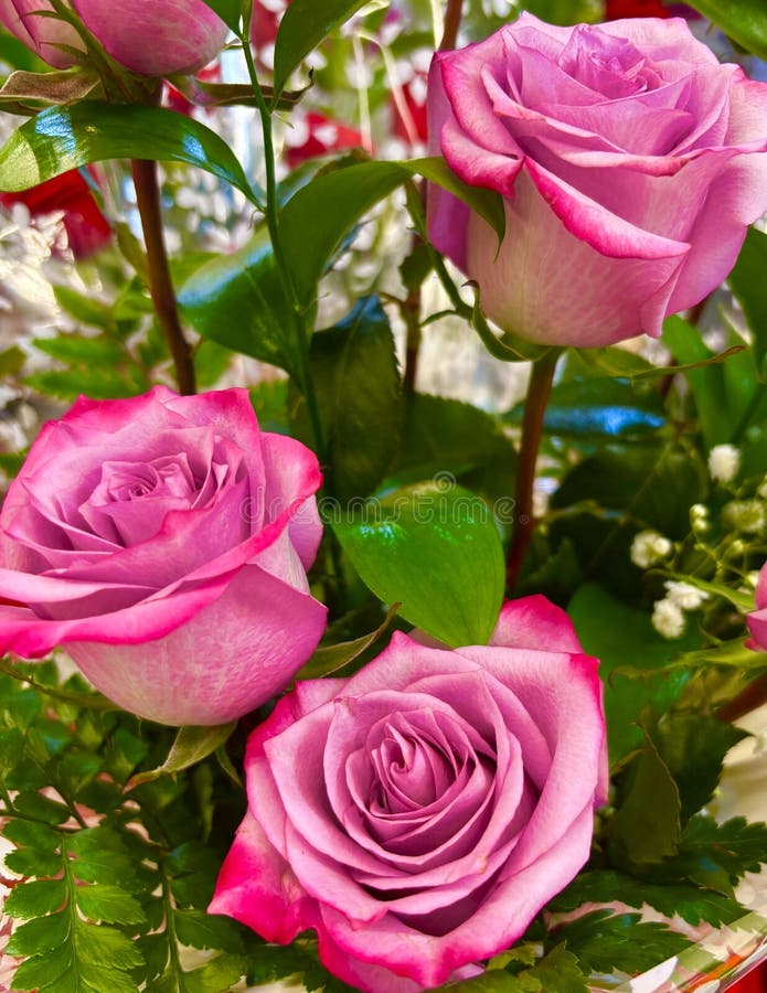Three Precious Brilliant Pink Roses Stock Image - Image of screensaver ...