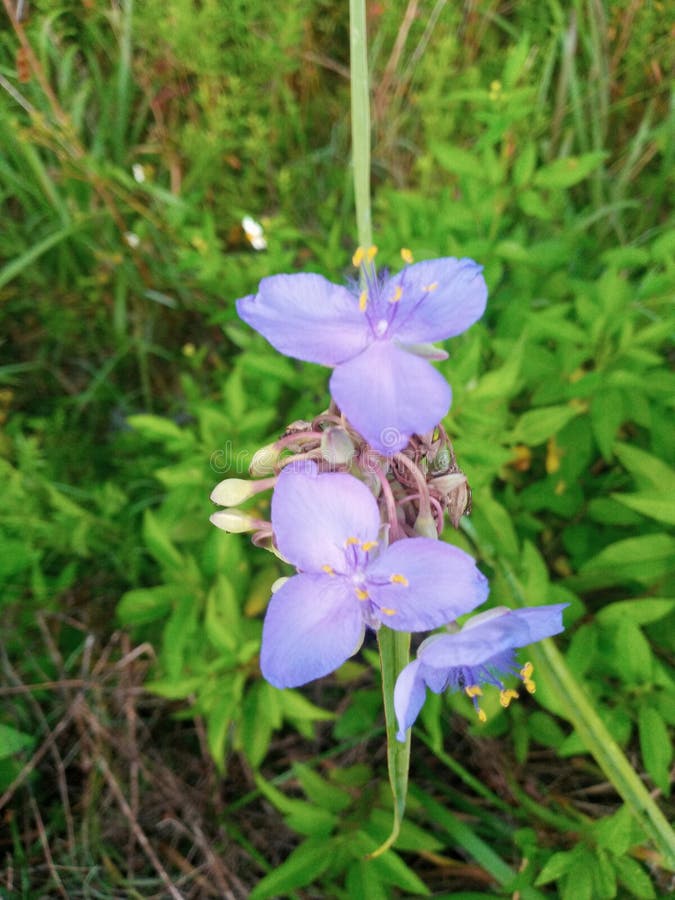 Three Pretty Little Purple Flowers. Stock Photo - Image of shrub ...