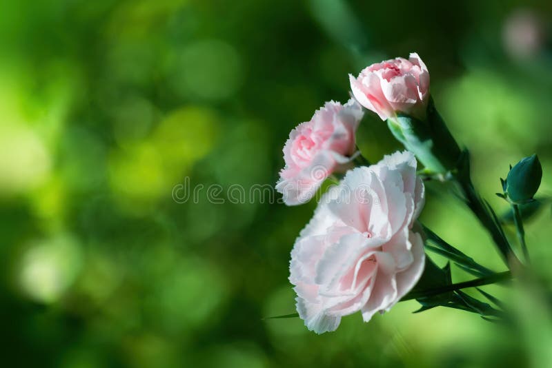 Group of Pink Carnations on Green Background Stock Photo - Image of ...
