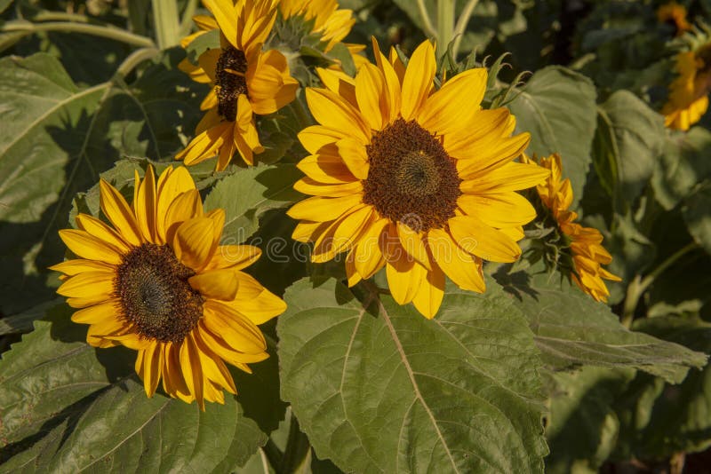 Three Pretty Yellow Sunflower in a Sunflower Field Stock Image - Image ...