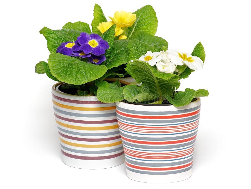 Primrose Hedge Stock Photos - Free & Royalty-Free Stock Photos from ...