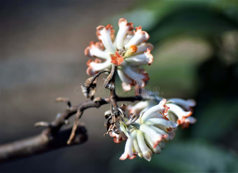 Three-pronged fork stock image. Image of bush, leaves - 88696827