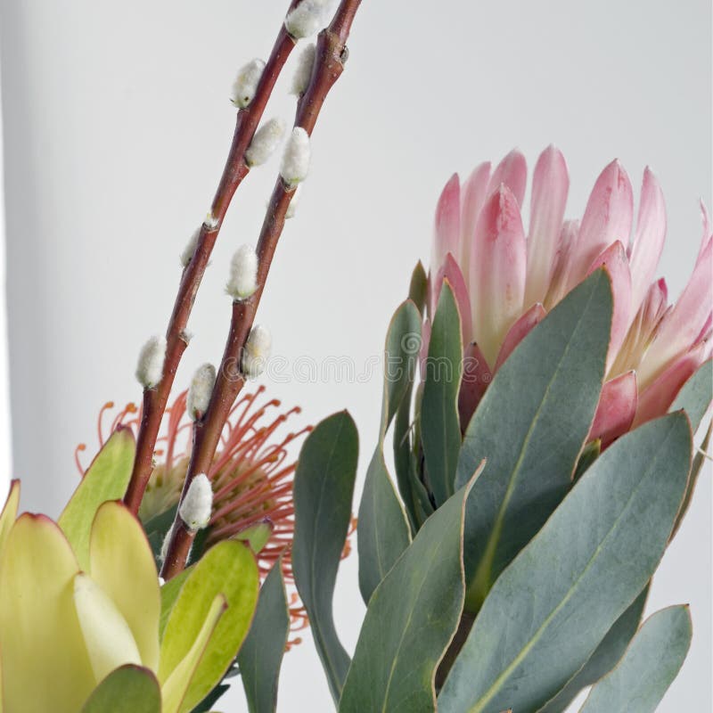 Flower Of Pussy Willow Picture. Image: 13589775