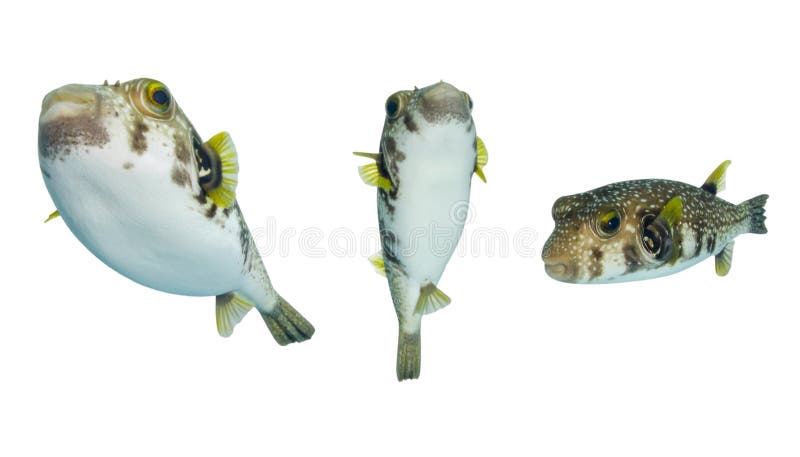 Three Pufferfish Swimming from Different Angles on Transparent ...