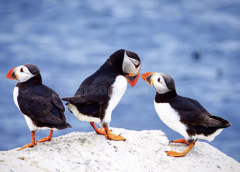 Three Puffins stock image. Image of display, islands - 156624081