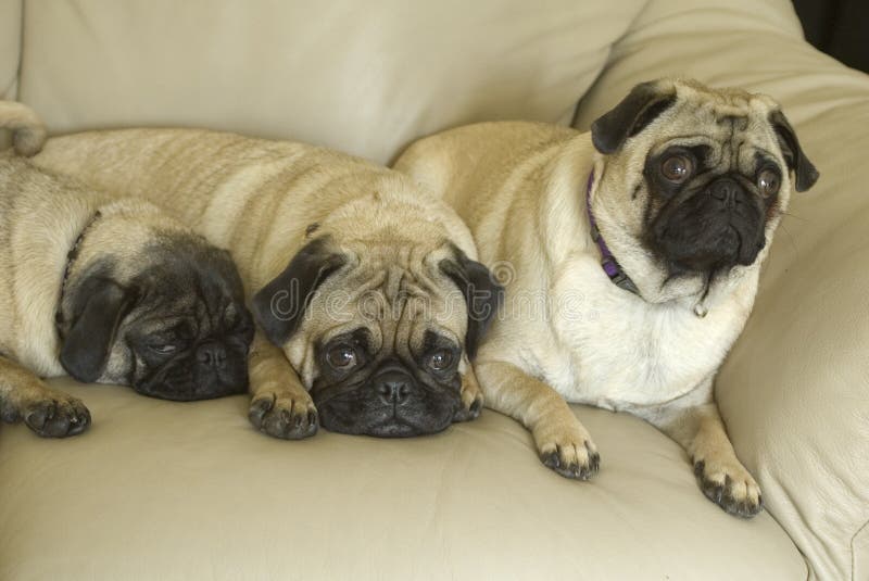 Three pug dogs on couch stock image. Image of cute, fatigued - 5083253