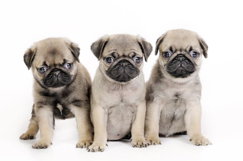 Three pug puppies. stock image. Image of adorable, pretty - 7749527