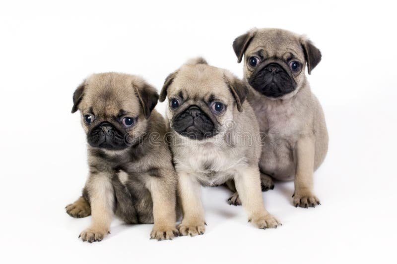 Three pug puppies. stock image. Image of adorable, pretty - 7749527
