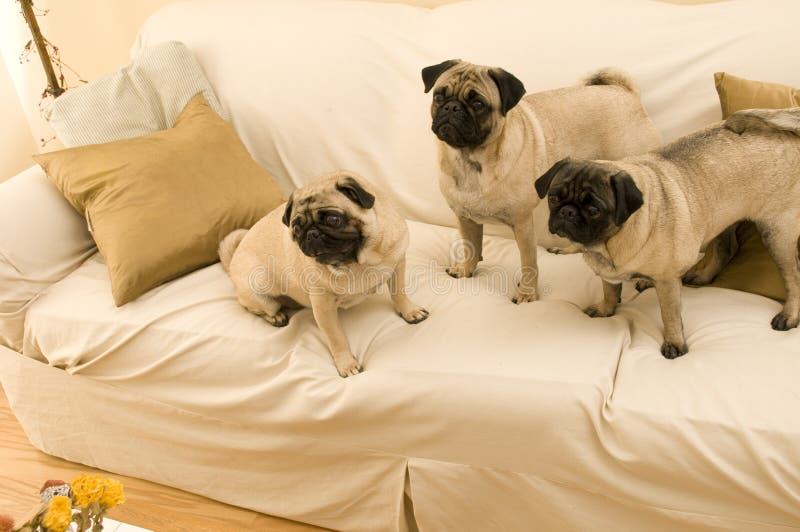 Three Pugs Hanging Out stock photo. Image of female, three - 7280026