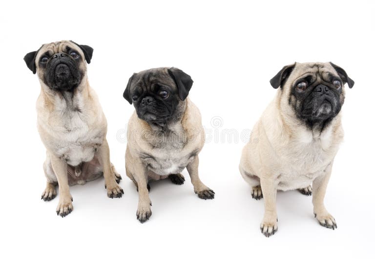 Three Pugs Isolated stock image. Image of animal, studio - 12372323