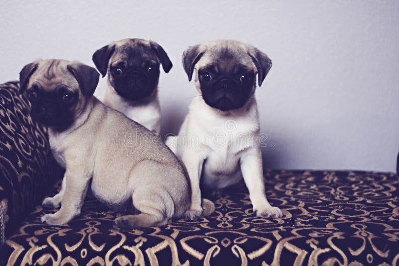 Three pugs on a pattern stock photo. Image of fawn, domestic - 49582450