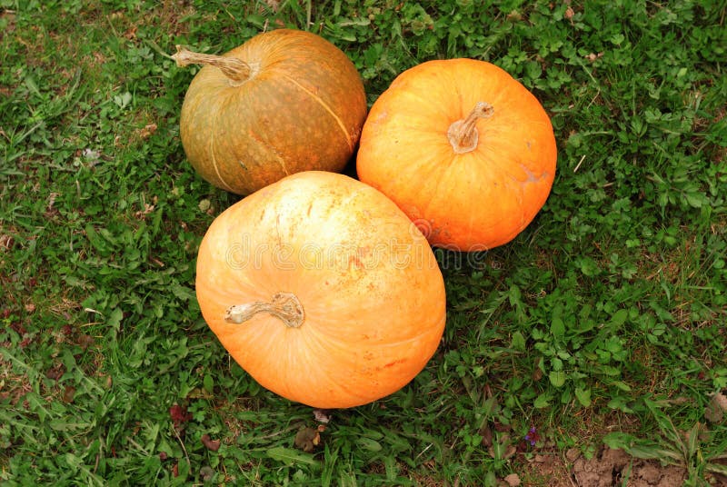 Three pumpkins stock image. Image of stack, halloween - 2784155