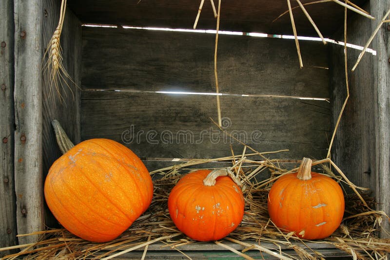 Three Pumpkins stock image. Image of halloween, agriculture - 287283