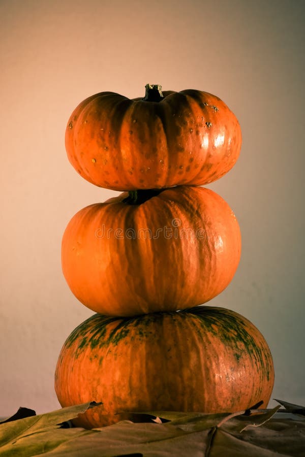 Three pumpkins. stock photo. Image of marilyn, rustic - 46097666