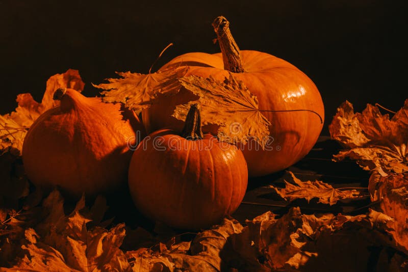 Three pumpkins stock image. Image of leaves, fall, holiday - 259871699