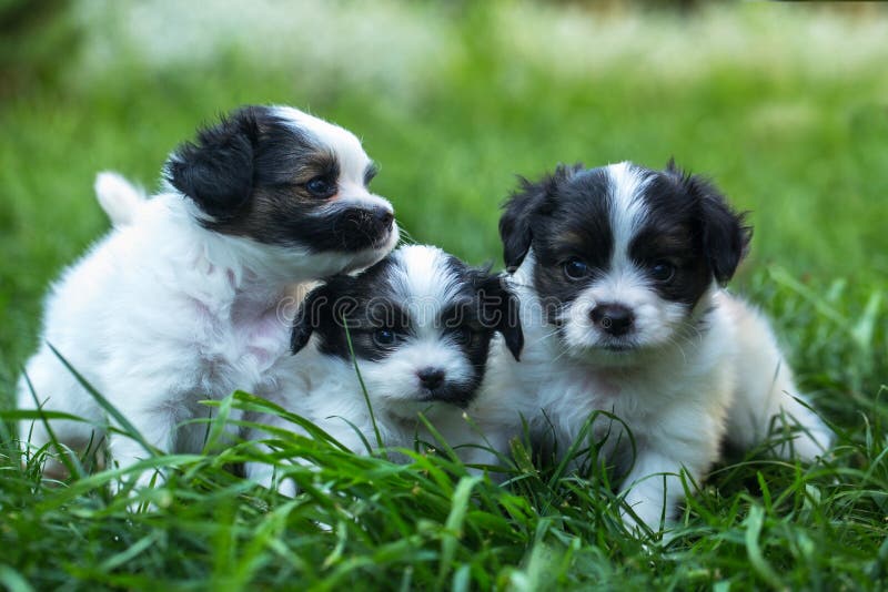 4,499 Three Puppies Stock Photos - Free & Royalty-Free Stock Photos ...