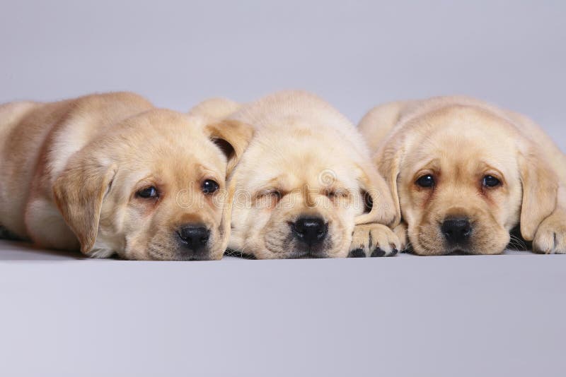 Three labrador puppies stock image. Image of white, yellow - 379619