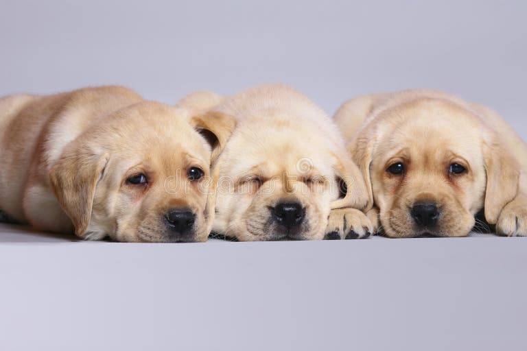 Three Puppies Labrador Retriever. Stock Image - Image of breed ...