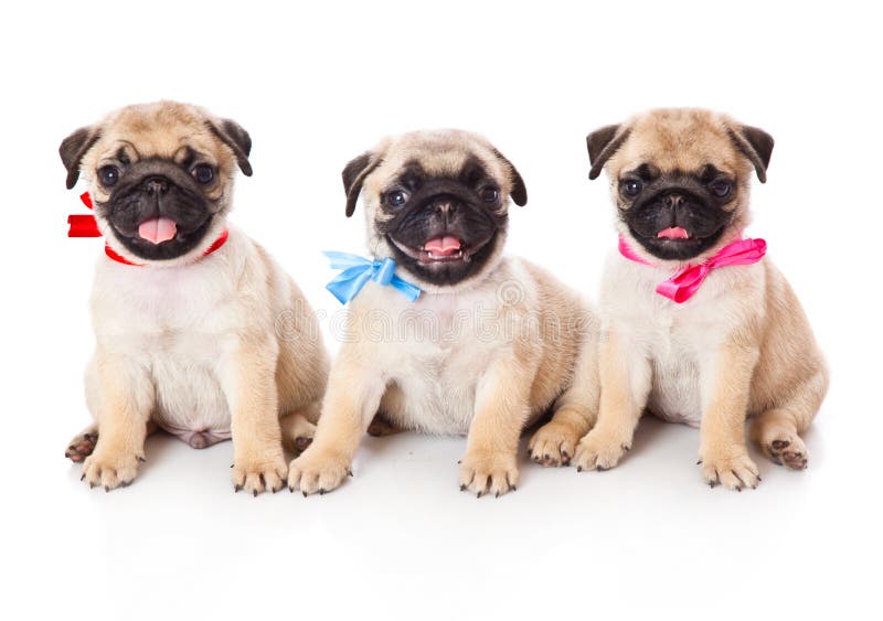 Three Black Pug Puppies on White Background Stock Photo - Image of ...