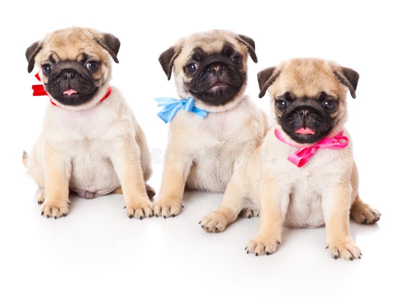 Penguins in love stock illustration. Illustration of pole - 13160045